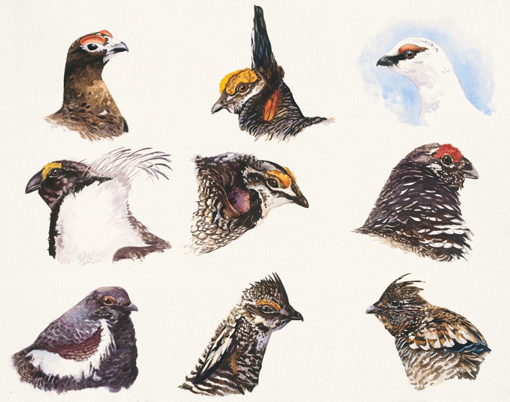 The Grouse of North America Print - BobWhite Studio
